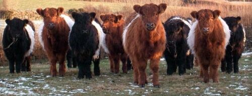 Wonderful world of Cattle! The Belty | Laurens Cows