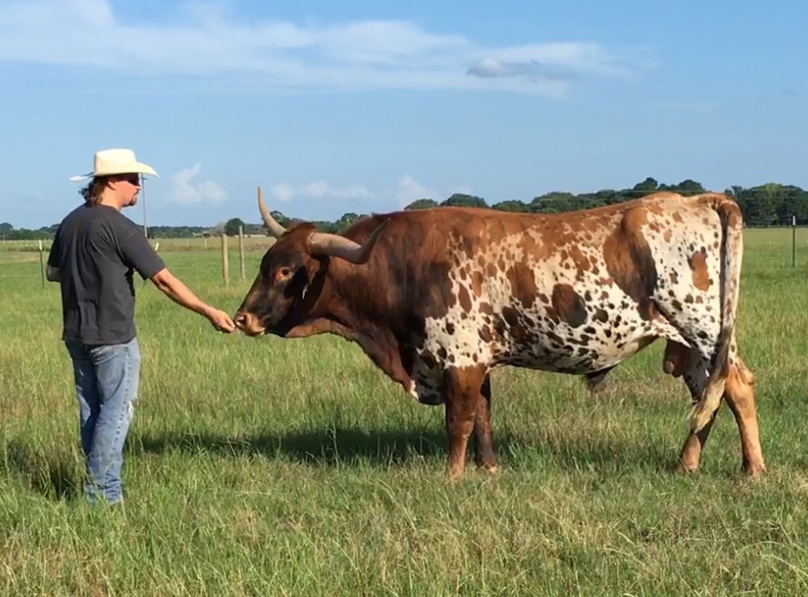 Ross Ranch Horns | Laurens Cows