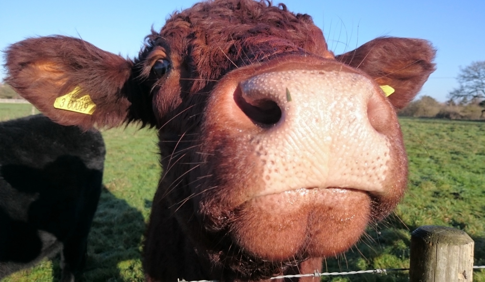 It's Cow Appreciation Day | Laurens Cows