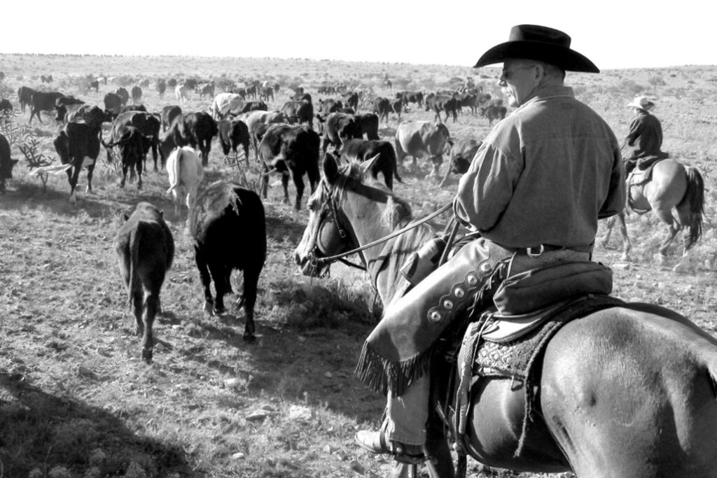 National Day Of The Cow Boy | Laurens Cows