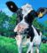 Friesian Cow Art Print | Alice | Laurens Cows