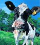 Friesian Cow Art Print | Alice | Laurens Cows
